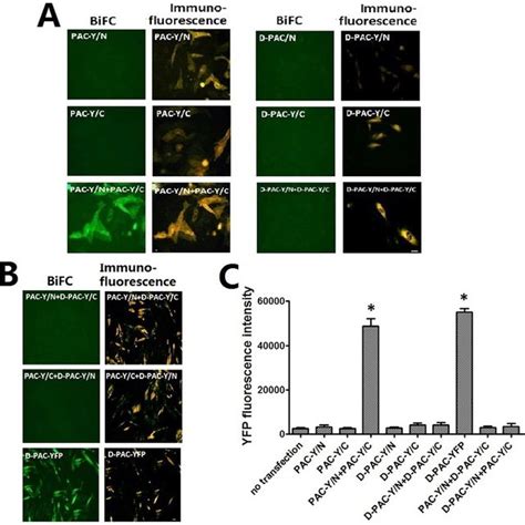 Bimolecular Fluorescence Complementation And Immunofluorescence A B Download Scientific