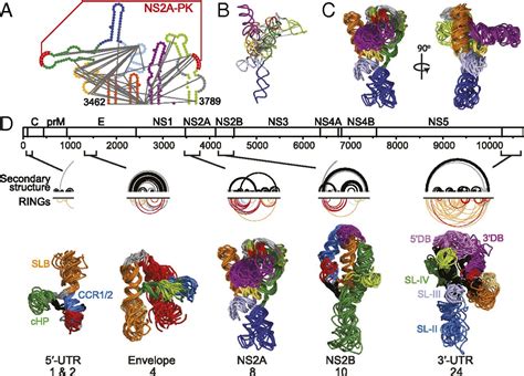 Rna Tertiary Structure