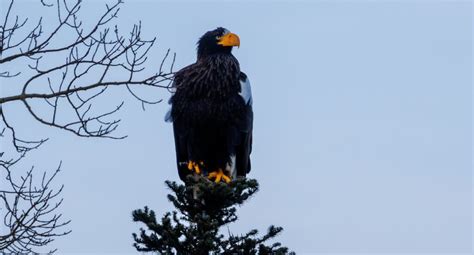 Canadians Delighted By Visit From Giant Sea Eagle From The Other Side