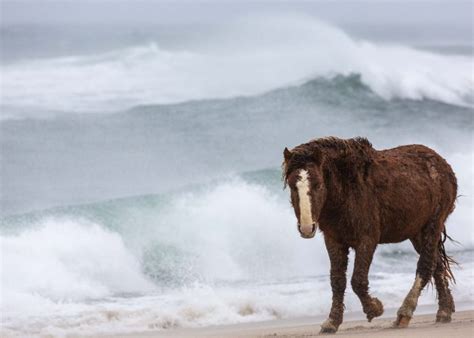 Wild Horses Of Sable Island Lidgard Photography Contemplative