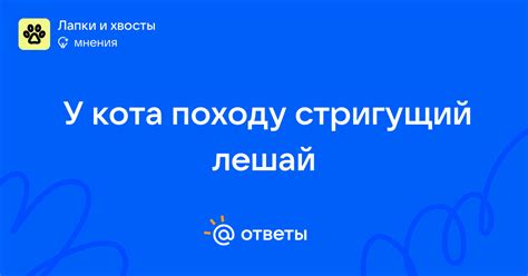 У кота походу стригущий лешай Ответы Mail