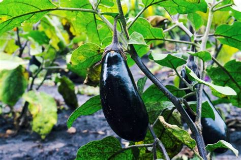 Preserving Your Eggplant Harvest With Proven Methods