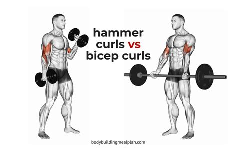 Hammer Curls Vs Bicep Curls How To Build Biceps Width And Peak