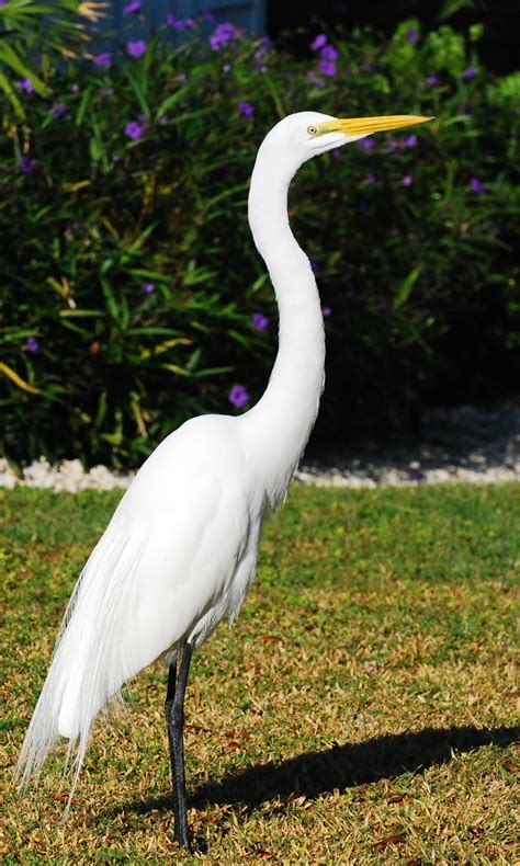 47 Una Garza Blanca Sarah Orne Jewett Schedar
