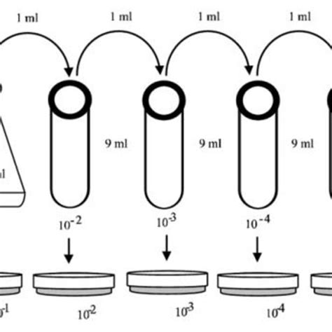 Pictorial Representation Of Dilution Process Download Scientific Diagram