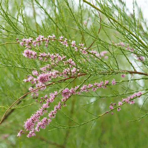 Tamarisk Tamarix Aphylla Plant Lalit Enterprise
