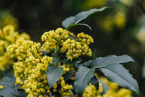 Flowering Evergreen Shrub Of Mahonia Repens With Beautiful Yellow Buds