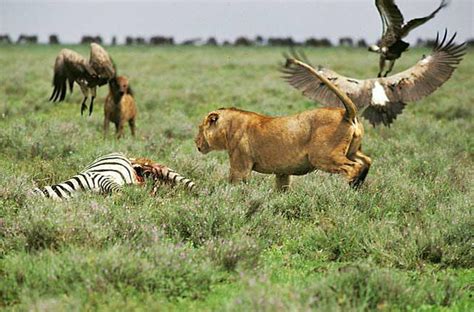 Competition W3schools Competition W3schools