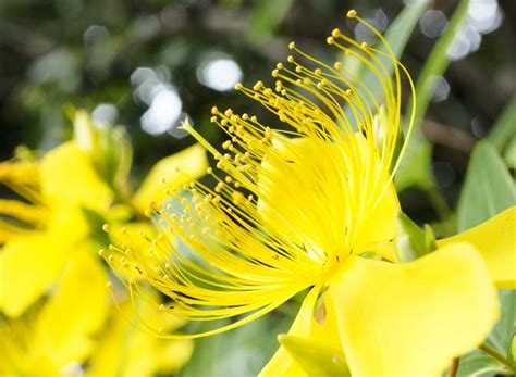 Hypericum Monogynum ビヨウヤナギ（美容柳）