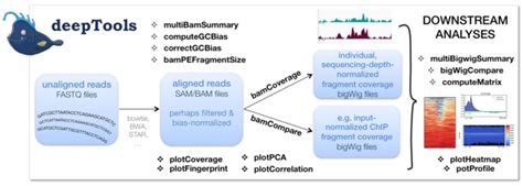 如何使用deeptools处理BAM数据 Public Library of Bioinformatics