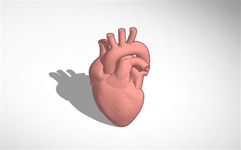 3d Design Model Of Human Heart Tinkercad