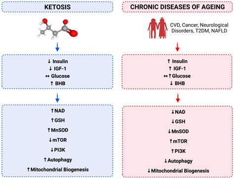 Antioxidants Free Full Text Bio Hacking Better Health—leveraging