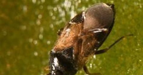 충남도 농기원 오이 해충 천적 활용기술개발