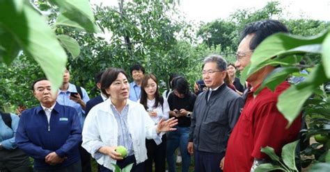 현장 농장·유통에 퍼진 기대 사과 생산량 평년 수준 전망