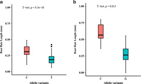 Allelic Effect For The Most Significant Snps Associated With Root Hair