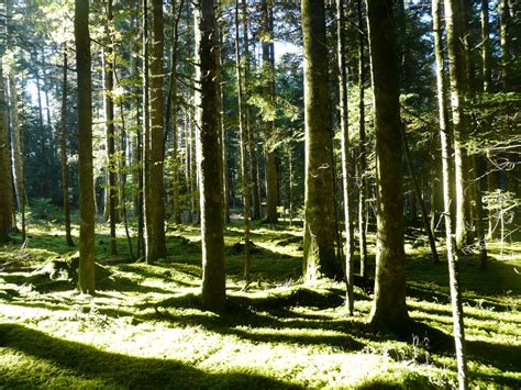 图片素材 性质 荒野 科 厂 草地 阳光 绿色 云杉 落叶 树林 林地 栖息地 生态系统 生物群落 老生长森林