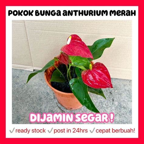 Rina • Pokok Bunga Anthurium Merah • Red Flower Tanaman Hias Gardening Indoor Houseplant Live