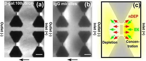 Figure 2 From Insulator Based Dielectrophoresis With β Galactosidase In