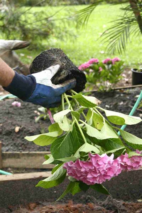 The Best Fertilizer For Hydrangeas Fertilizing Tips Hydrangea Love