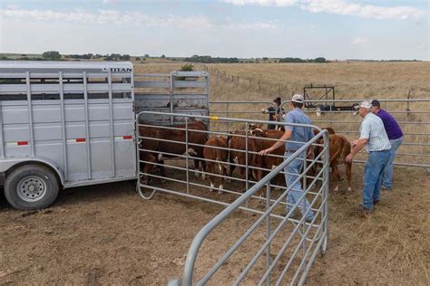 Low Stress Cattle Handling