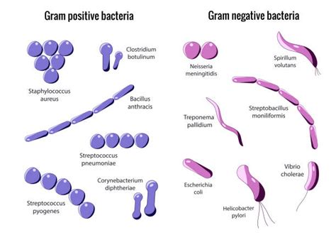 Streptococcus Pyogenes Illustrations Royalty Free Vector Graphics Streptococcus Pyogenes Illustrations Royalty Free Vector Graphics