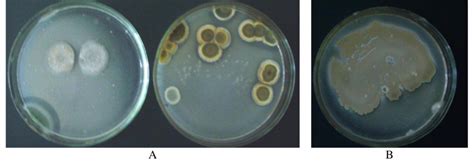 Mycelial Fungi Of Genus Trichoderma A Left Option 2 And Alternaria