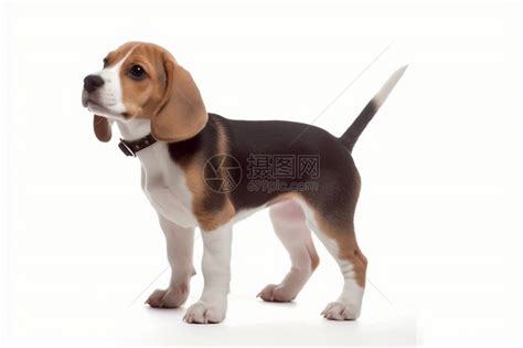 聪明的比格犬高清图片下载 正版图片600188224 摄图网