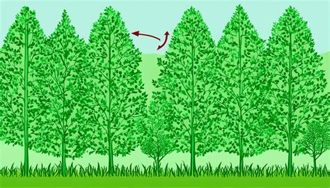 Unlock Earths Secrets Net Primary Productivity Equation