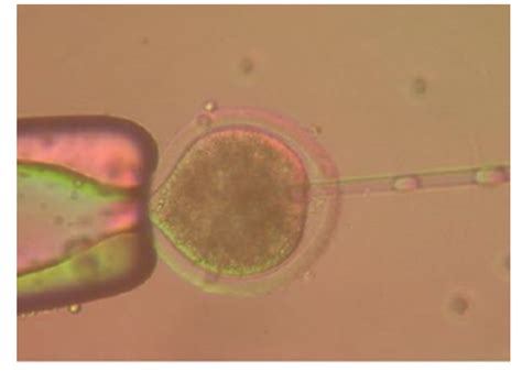 羊胚胎生产与移植实验操作 —bio 101