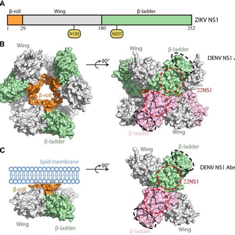 The Sequence Alignment Of Flavivirus Ns1 β Ladders An α Helix Is Download Scientific Diagram