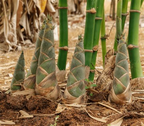 Bamboo Shoots Aip At Patty Armbruster Blog
