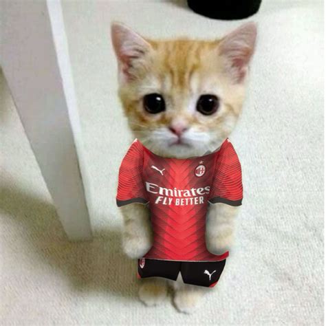 El Gato Pfp Artofit