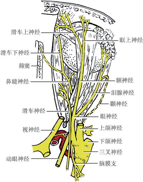 四滑车神经 人体解剖学 医学