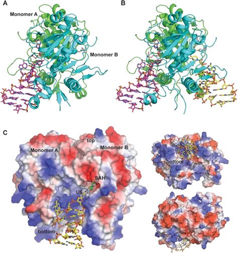 Overall Structure Of The Nep1 Rna Complexes Structures Of The A One