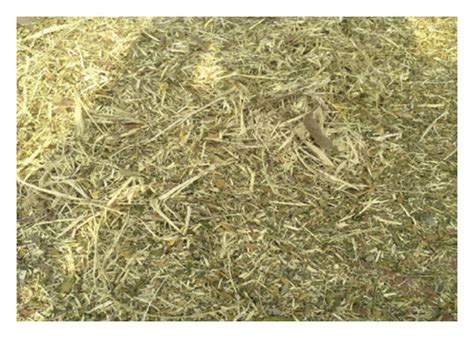 A Complete Process Of Compost Making From AWMs Shredding To Final Output Download