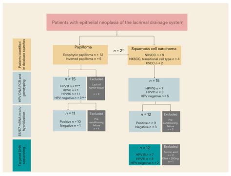 An Overview Of The Workflow For Hpv Analyses And Dna Sequencing Download Scientific Diagram