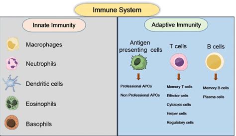 Immune System Cells And Functions