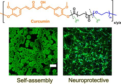 Polypro Curcumin Materials Exhibit Dual Release Rates And Prolonged Antioxidant Activity As