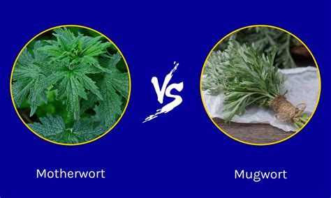 Motherwort Vs Mugwort What Are The Differences A Z Animals