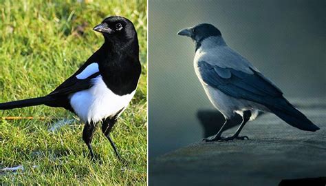 فرق کلاغ و زاغ چیست و هر کدام چه ویژگی‌هایی دارند؟ ستاره