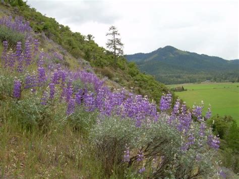 Lupinus Albifrons Silver Bush Lupine Klamath Siskiyou Native Seeds