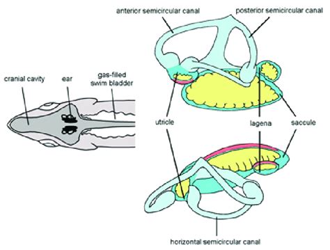 Otolith Organs Lecture Xix Inner Ear In Balance And Equilibrium