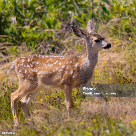 북부 캘리포니아의 야생에서 본 어린 검은꼬리사슴의 클로즈업 모피에 대한 스톡 사진 및 기타 이미지 모피 사슴 갈색 Istock