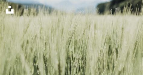 푸른 잔디밭의 근접 촬영 사진 사진 Unsplash의 무료 자연 이미지