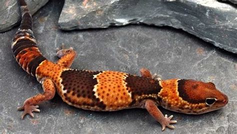 African Fat Tailed Gecko Facts And Pictures Reptile Fact