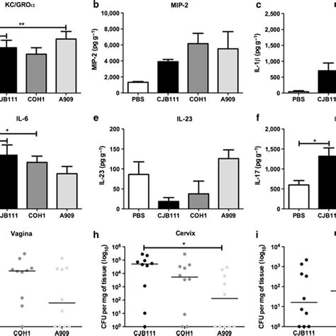 Streptococcus Agalactiae Group B Streptococcus Gbs Colonization And