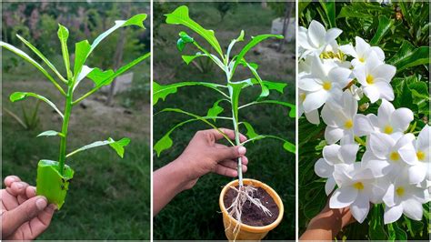Plumeria Tree Cuttings Propagating Plumerias « The Shrub Queen