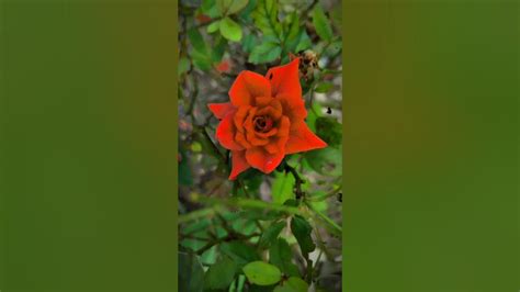 কাঠ গোলাপ ফুল এর ভিডিও এমন ফুল আমি প্রথমবার দেখলাম Flowers Viralvideo Viralshorts Youtube