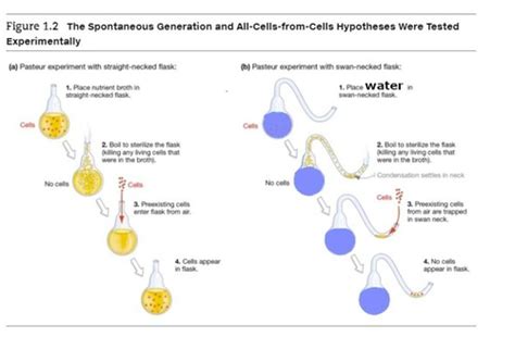 Bio Week 2 Pre Lecture Notes Part 1 Flashcards Quizlet