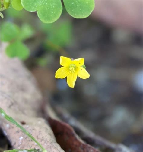 Why Is Vbnetcxaml Vs2019 Is Better Than Vb6 Heres Why